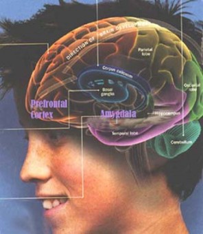 Brain Research: Adolescents Learn More in Cooperative Groups