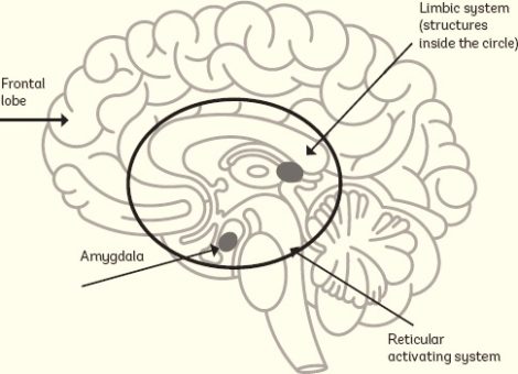 SEL and the Brain: Each Student Has a Story